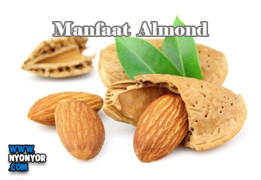 ️ Manfaat Almond Bagi Kesehatan Tubuh - NYONYOR.COM 2023